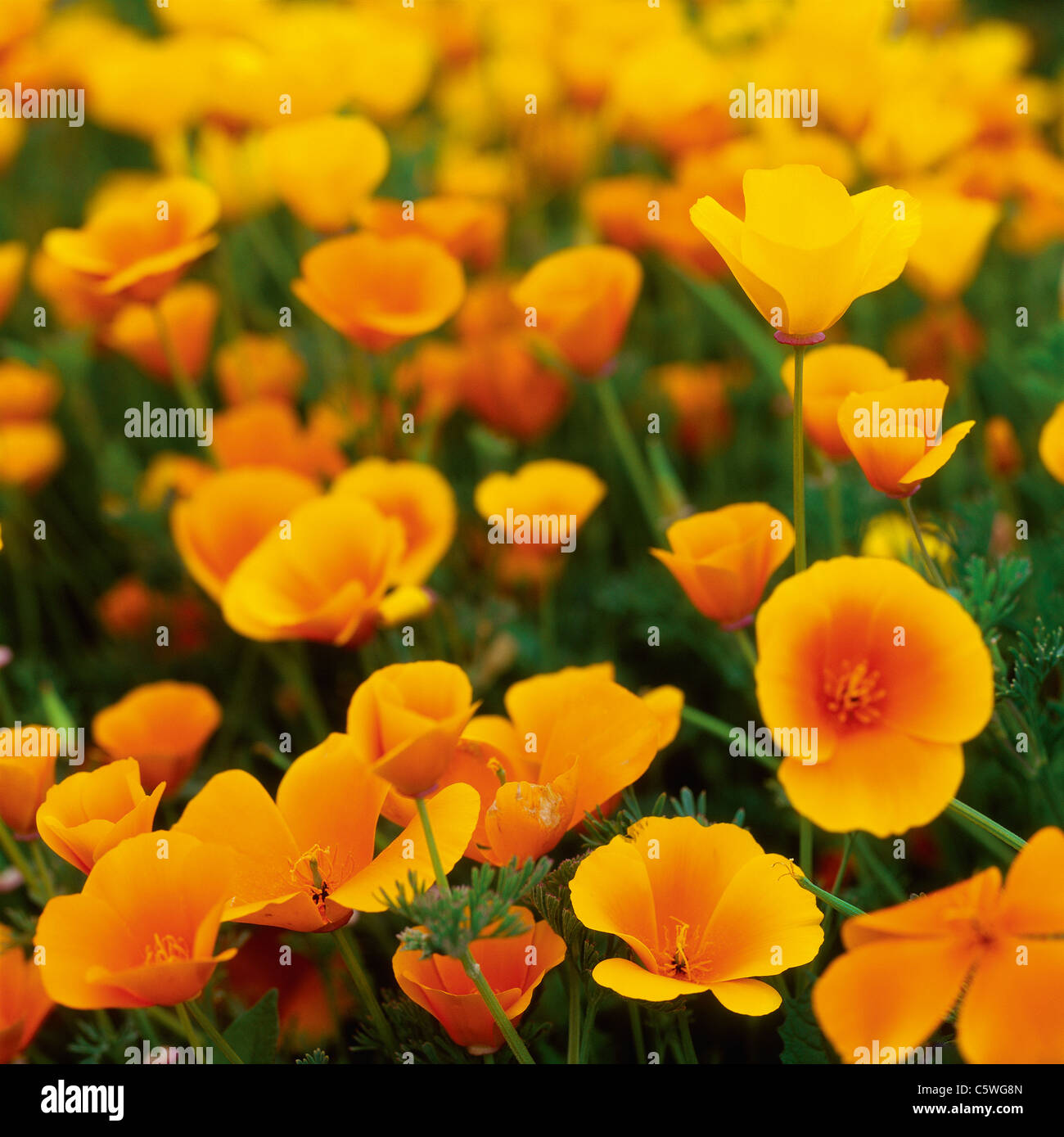 California poppy flowers hi-res stock photography and images - Alamy