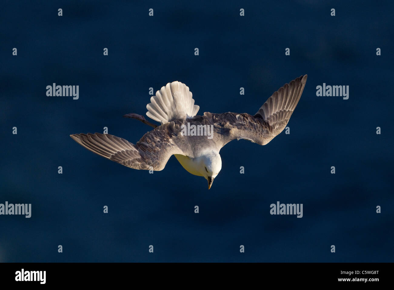 Fulmar sea hi-res stock photography and images - Alamy