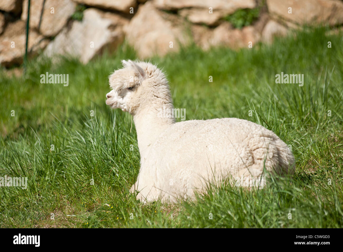 White fluffy Alpaka lying in the Grass Stock Photo - Alamy