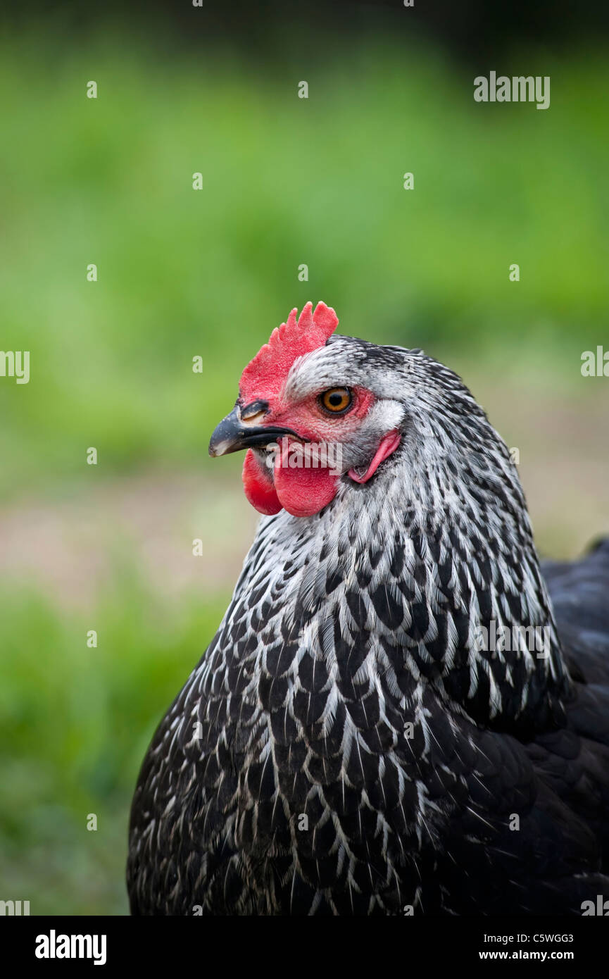 Black chick hi-res stock photography and images - Alamy