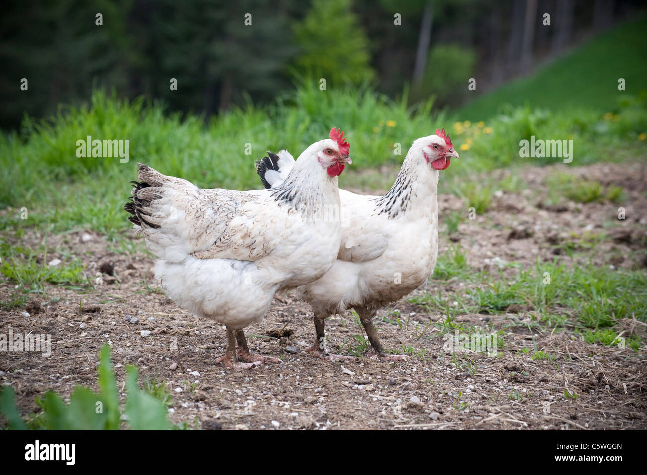 Two white Chicken standing in the grass Stock Photo - Alamy