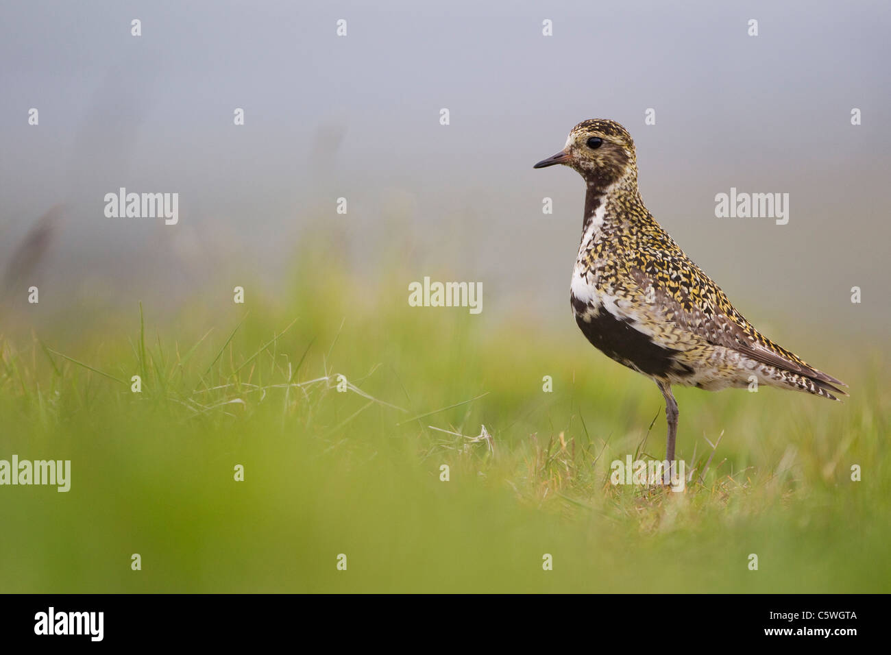 Golden Plover (Pluvialis apricaria), adult in summer plumage in ...