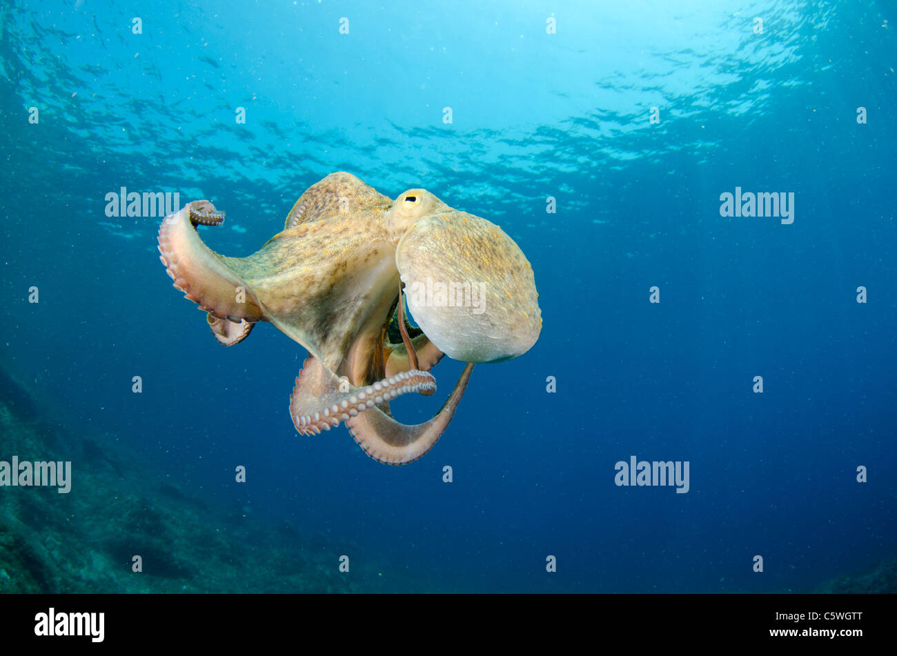Octopus sea hi-res stock photography and images - Alamy