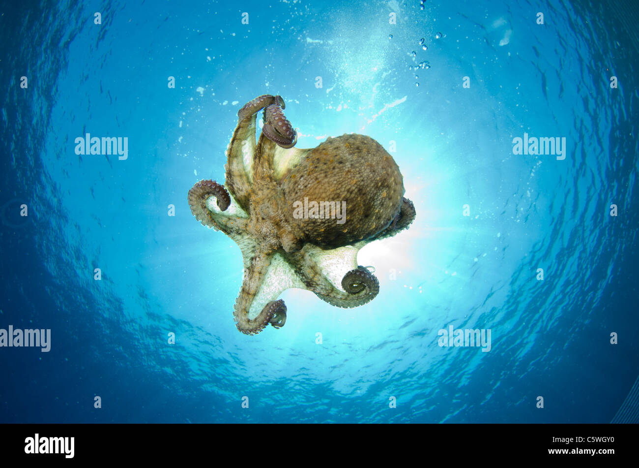 Common octopus, Octopus vulgaris, Kornati, Croatia, Mediterranean Stock ...