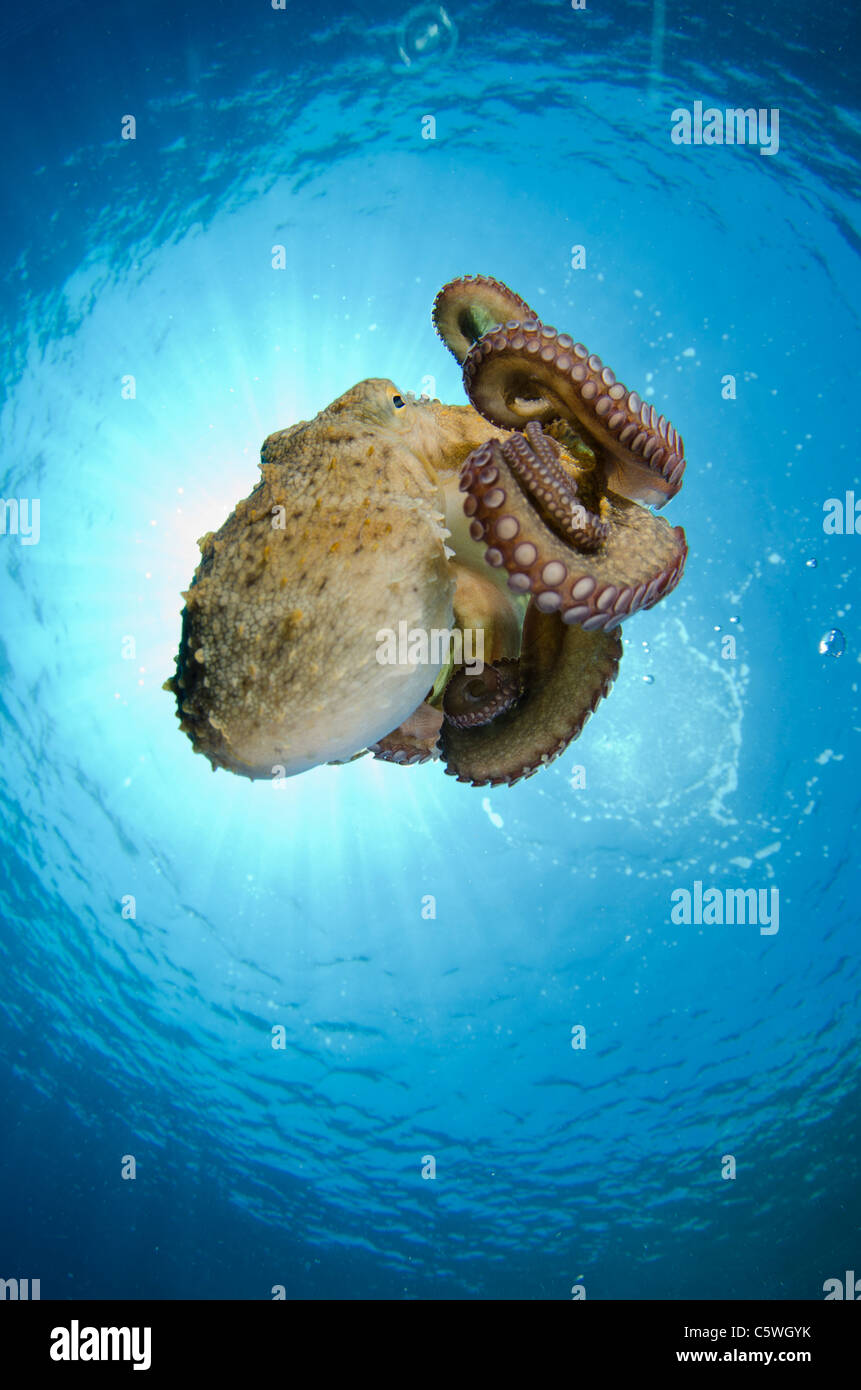 Common octopus, Octopus vulgaris, Kornati, Croatia, Mediterranean Stock ...