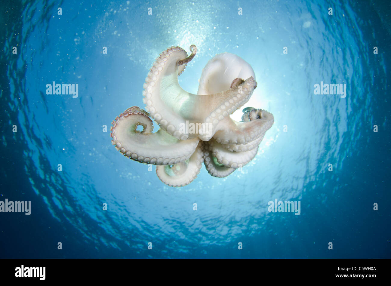 Common octopus, Octopus vulgaris, Kornati, Croatia, Mediterranean Stock ...