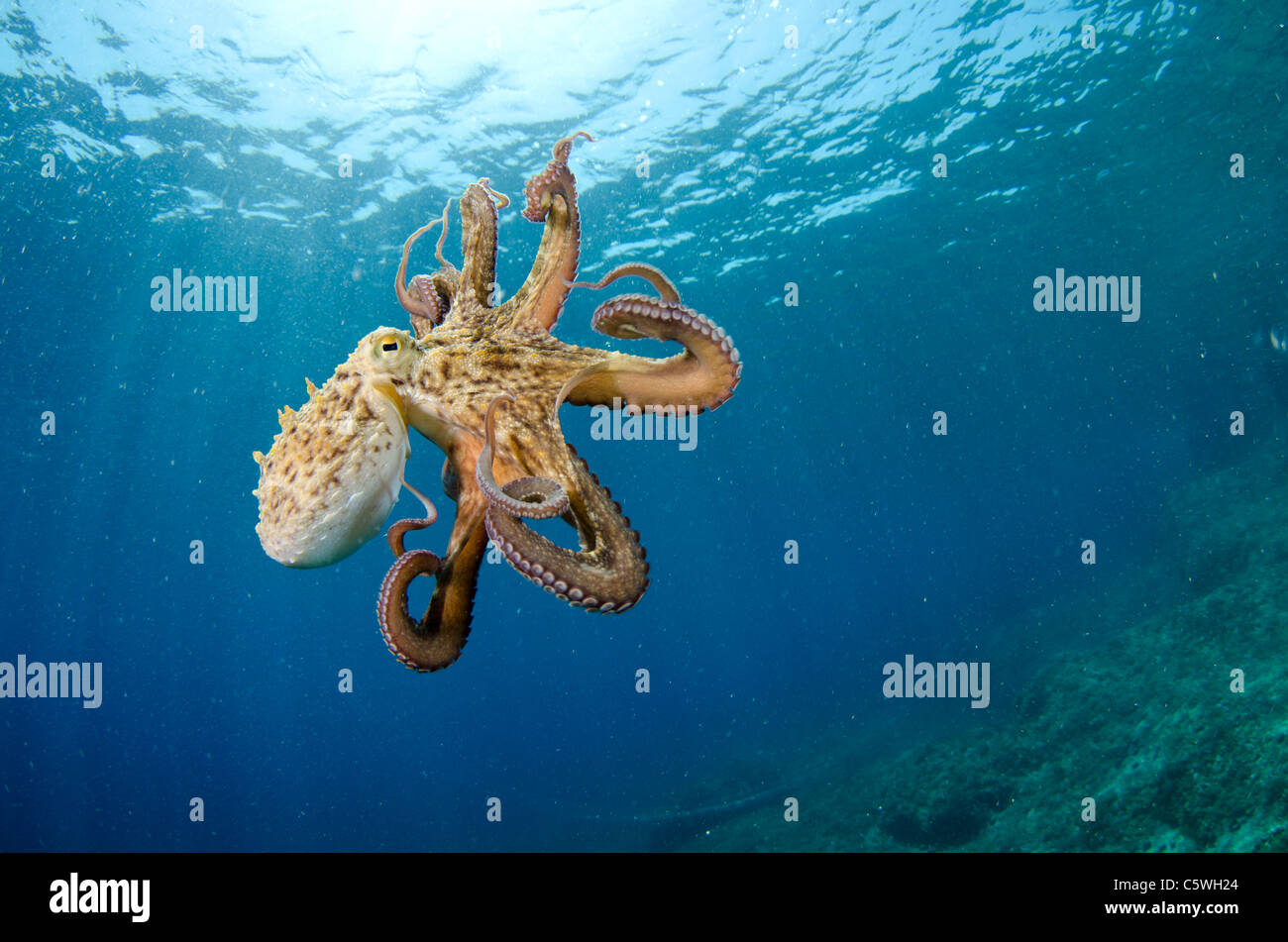 Octopus swimming hi-res stock photography and images - Alamy