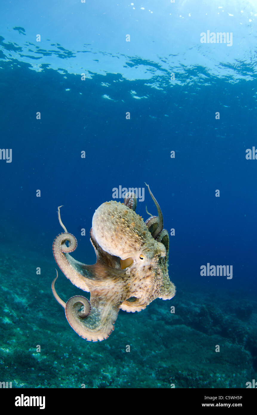 Octopus underwater hi-res stock photography and images - Alamy