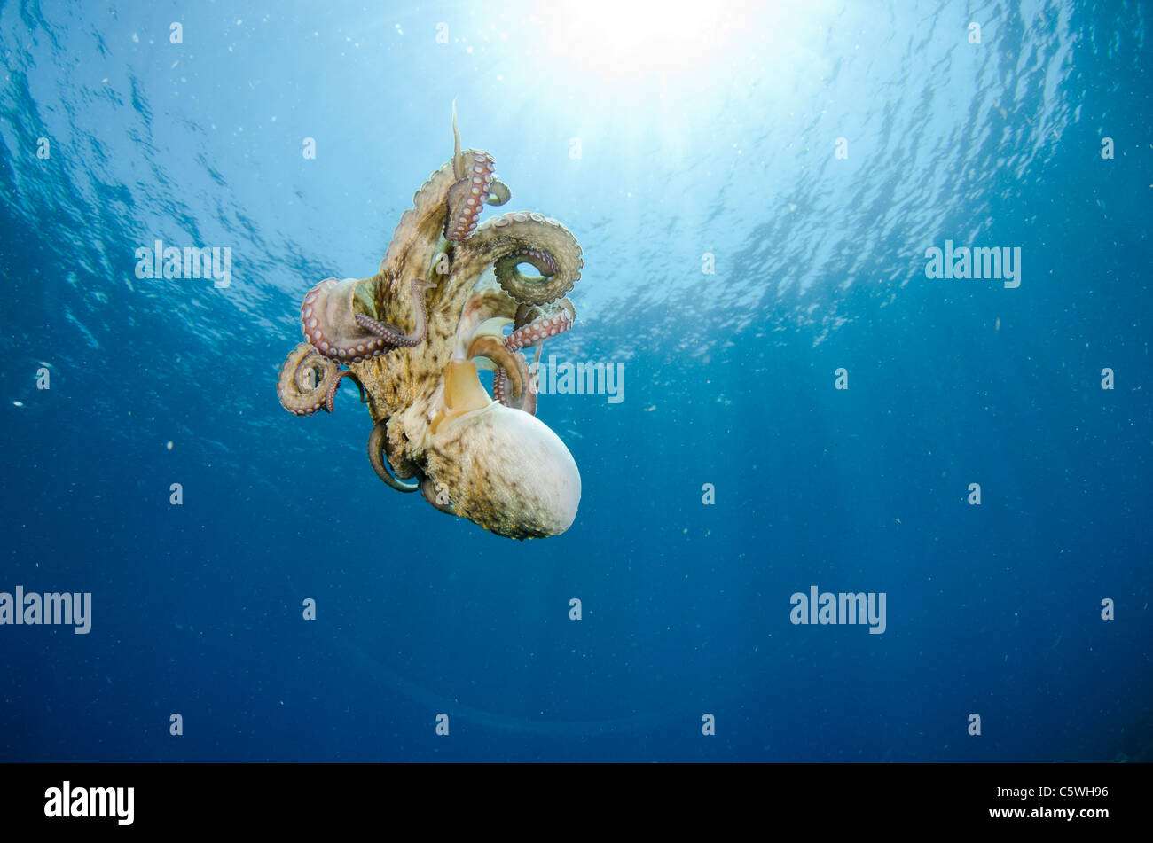 Common octopus, Octopus vulgaris, Kornati, Croatia, Mediterranean Stock ...