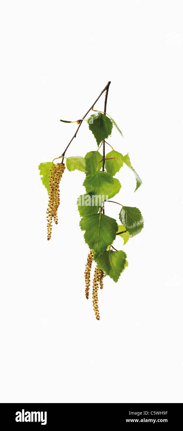 Flowering birch branch against white background Stock Photo - Alamy
