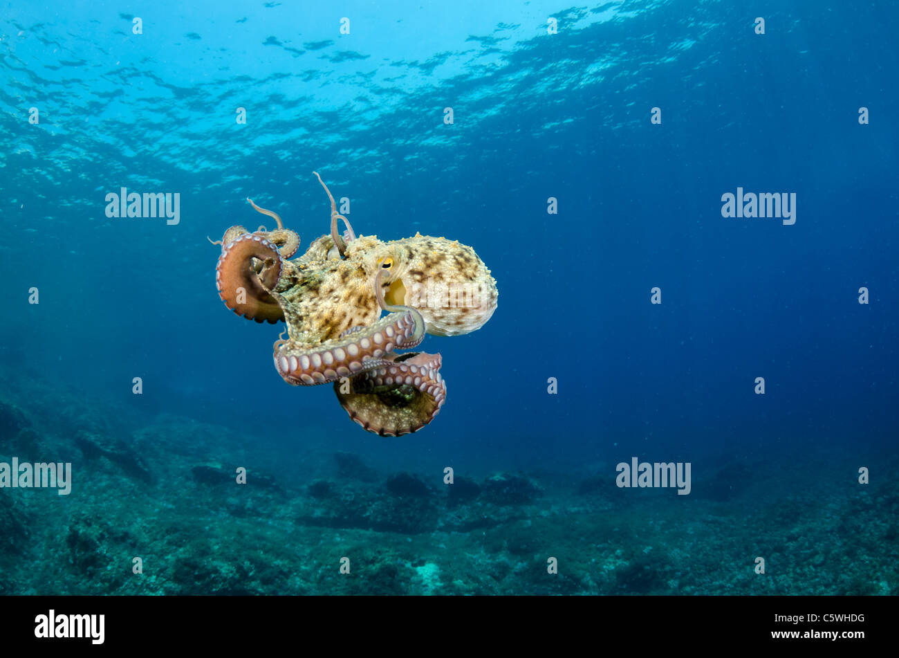 Common octopus, Octopus vulgaris, Kornati, Croatia, Mediterranean Stock ...