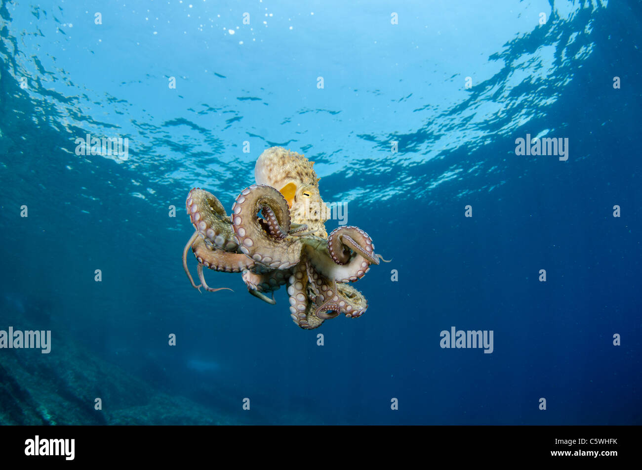 Octopus swimming hi-res stock photography and images - Alamy