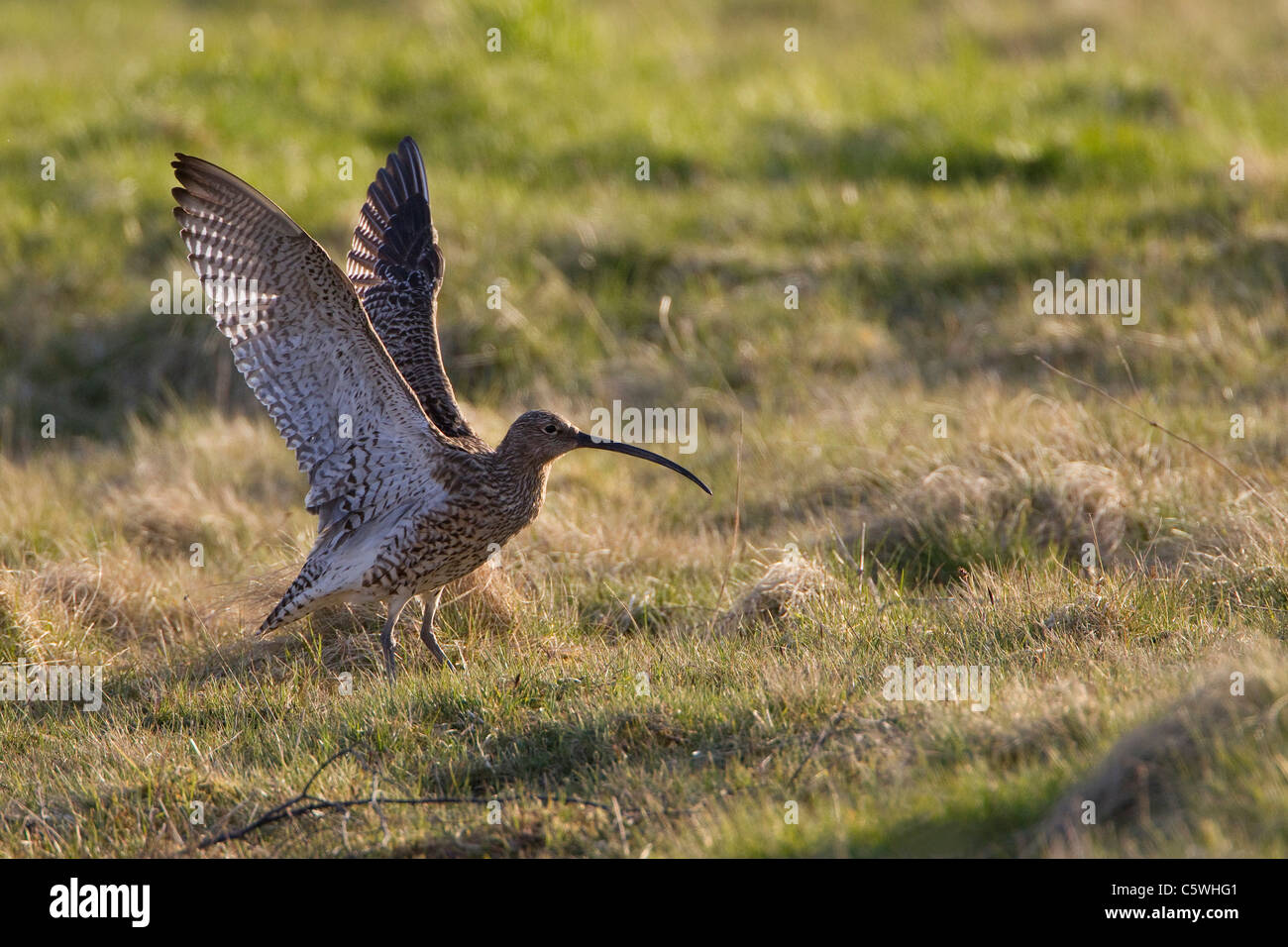 Curlew (Numenius arquata), adult wing-stretching, Scotland, Great ...