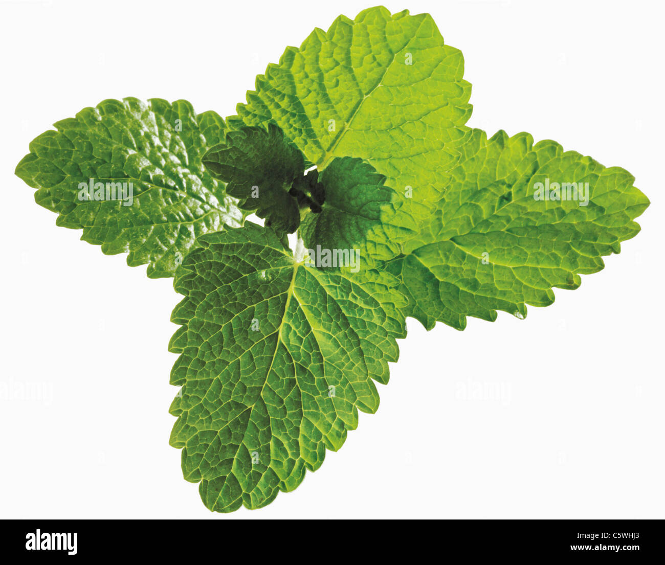 Lemon balm hi-res stock photography and images - Alamy