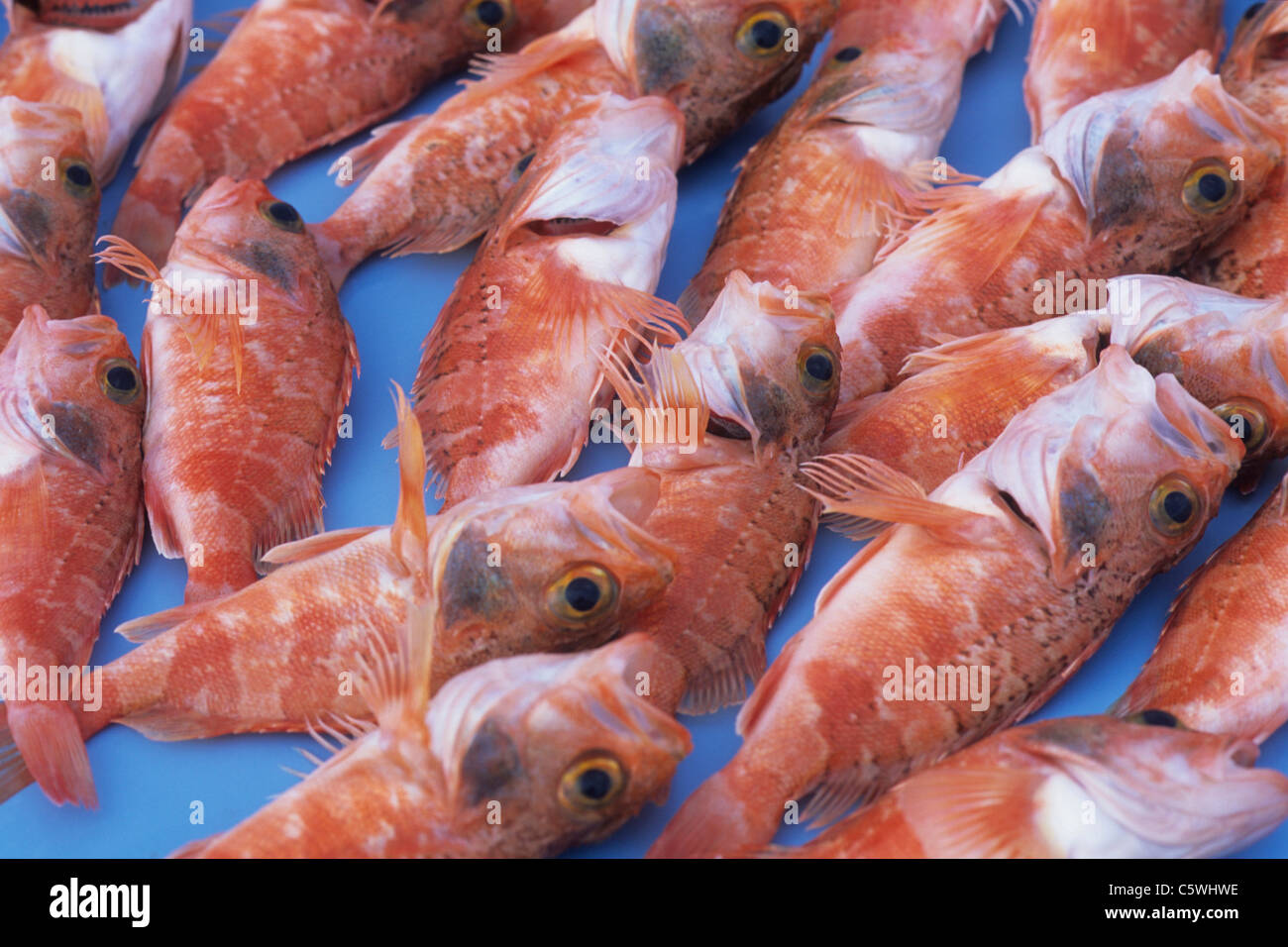 Ocean perch hi-res stock photography and images - Alamy