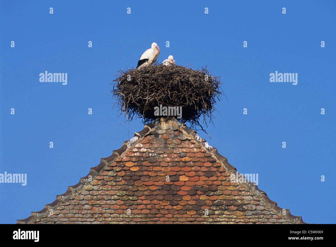 Storks france hi-res stock photography and images - Alamy