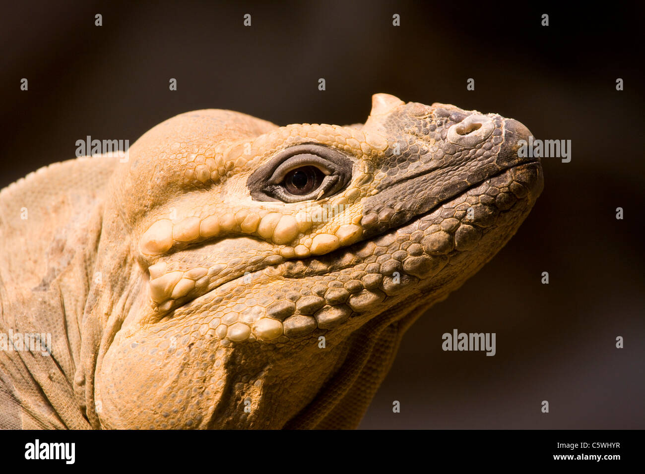 Rhinoceros iguana (Cyclura cornuta), portrait, close-up Stock Photo - Alamy