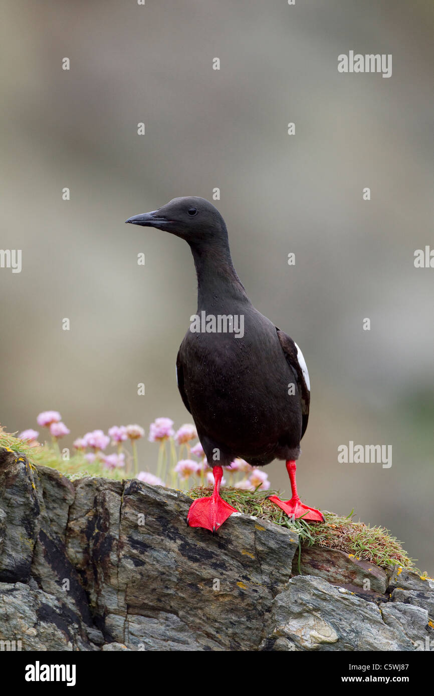 Black Guillemot, Tystie (Cepphus grylle) perched on cliff Stock Photo ...