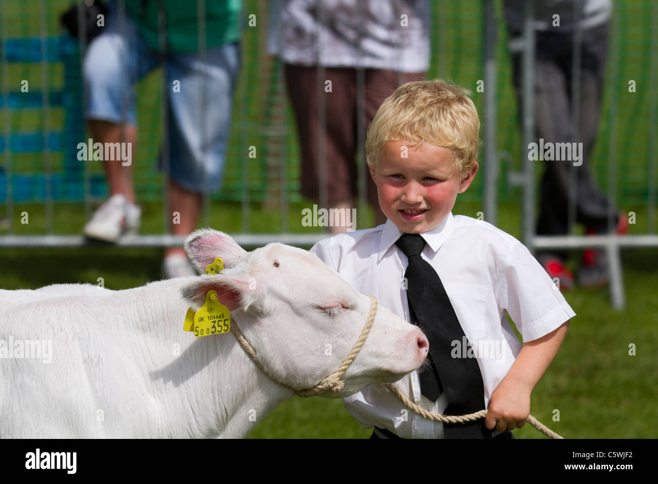 British Jersey heifers cows & young Handler (MR). Child Exhibitor ...