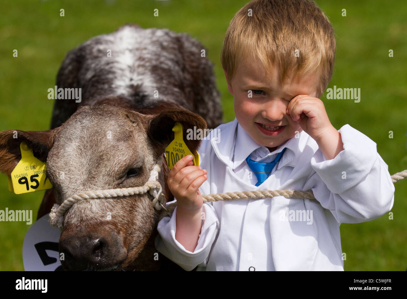 British Jersey heifers cows & young Handler trainee farmer (MR). Child ...