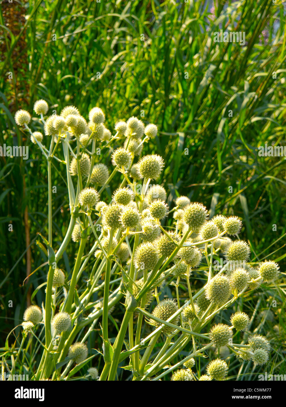 thistle flowering plant Stock Photo - Alamy