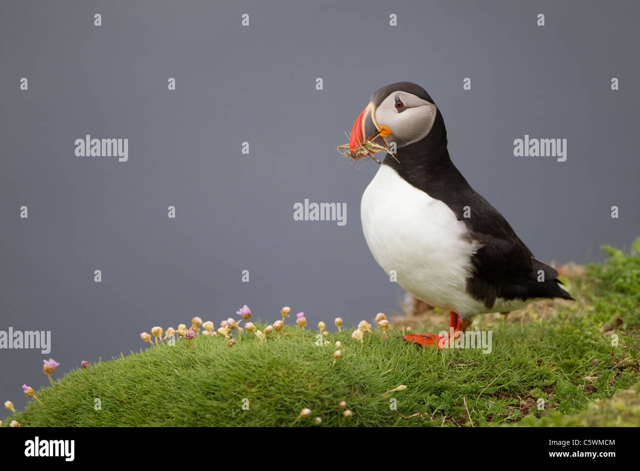 Puffin head hi-res stock photography and images - Alamy