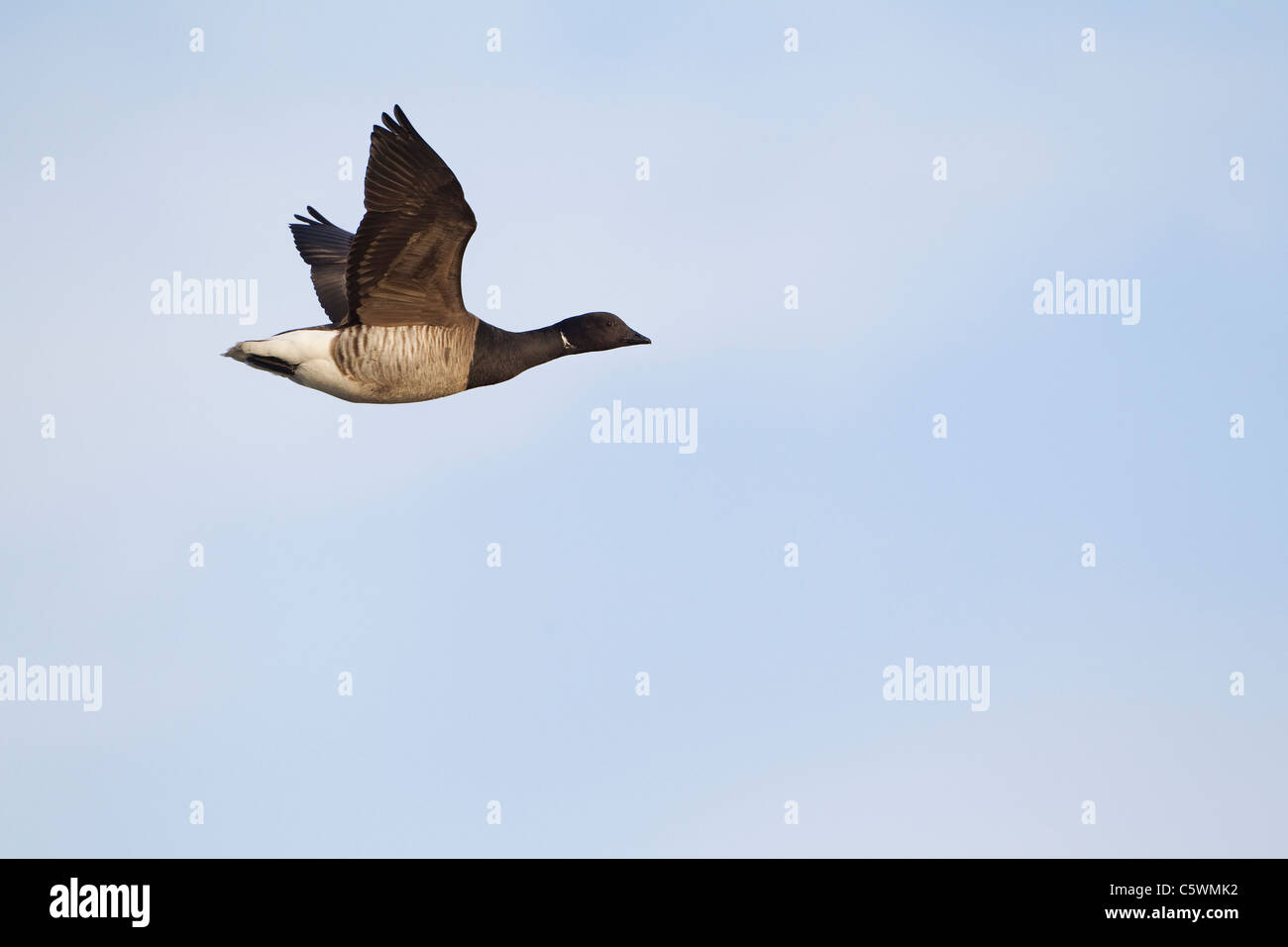 Brent Goose (Branta bernicla), light-bellied form, adult in flight ...