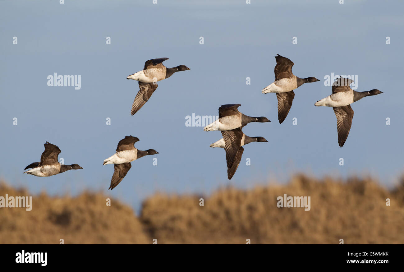 Brent Goose (Branta bernicla), light-bellied form, flock in flight ...