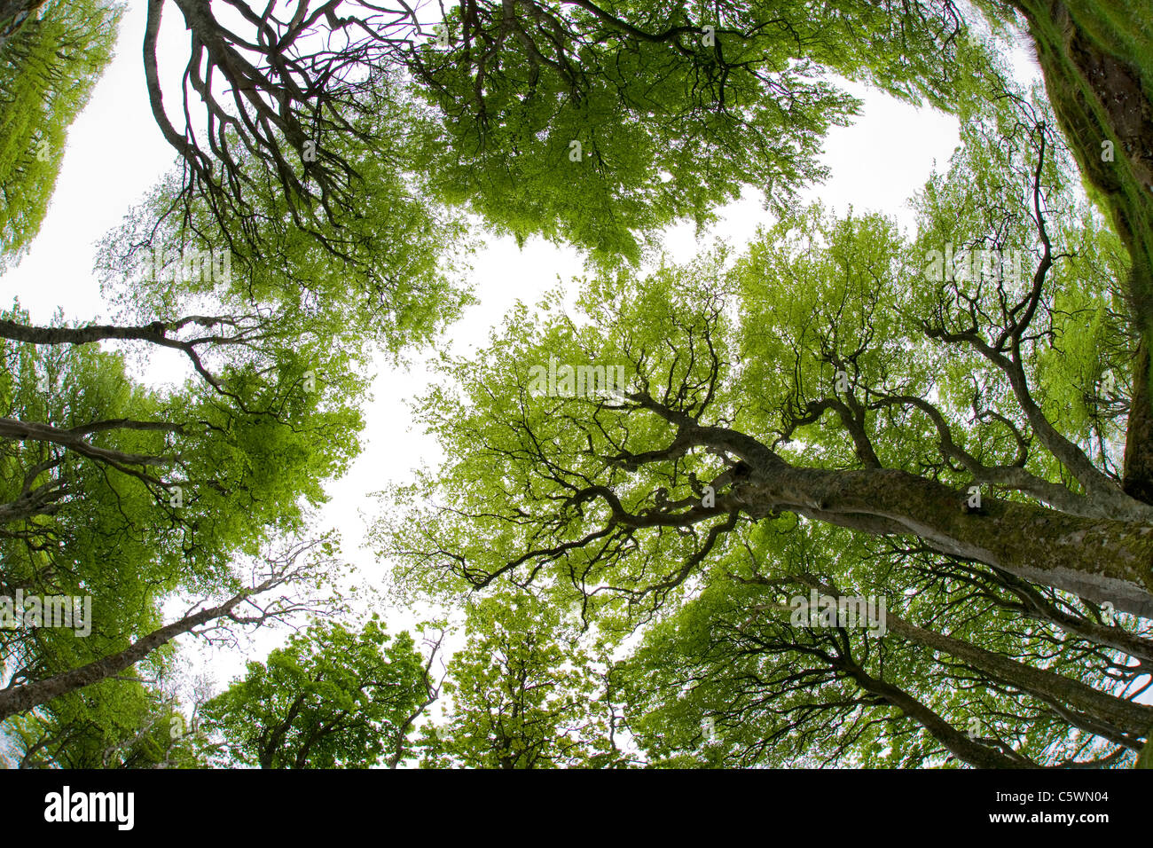 Common beech hi-res stock photography and images - Alamy