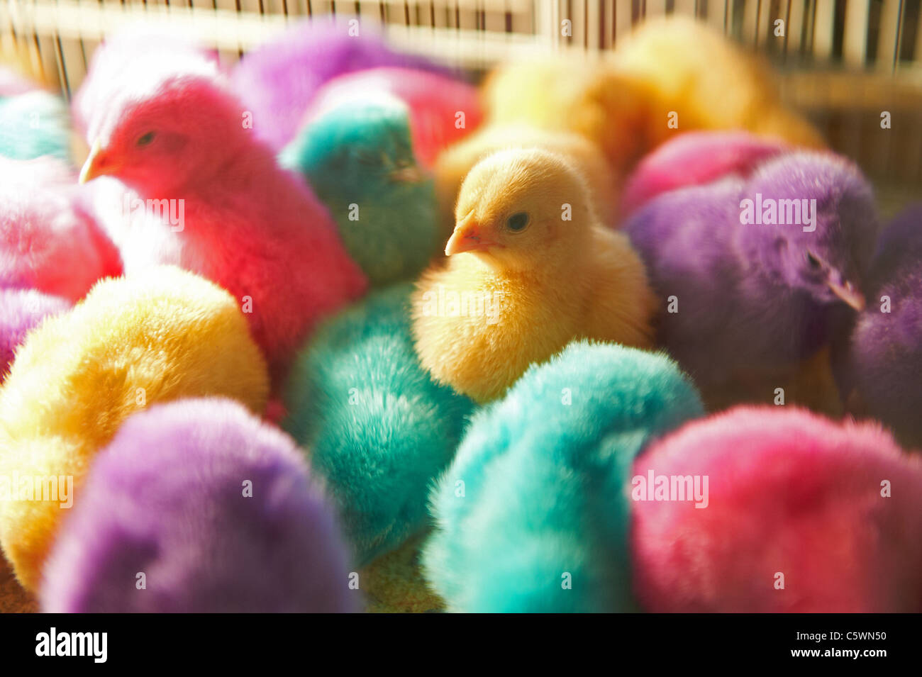bird souhk waqif doha qatar dyed chicks chicken Stock Photo - Alamy