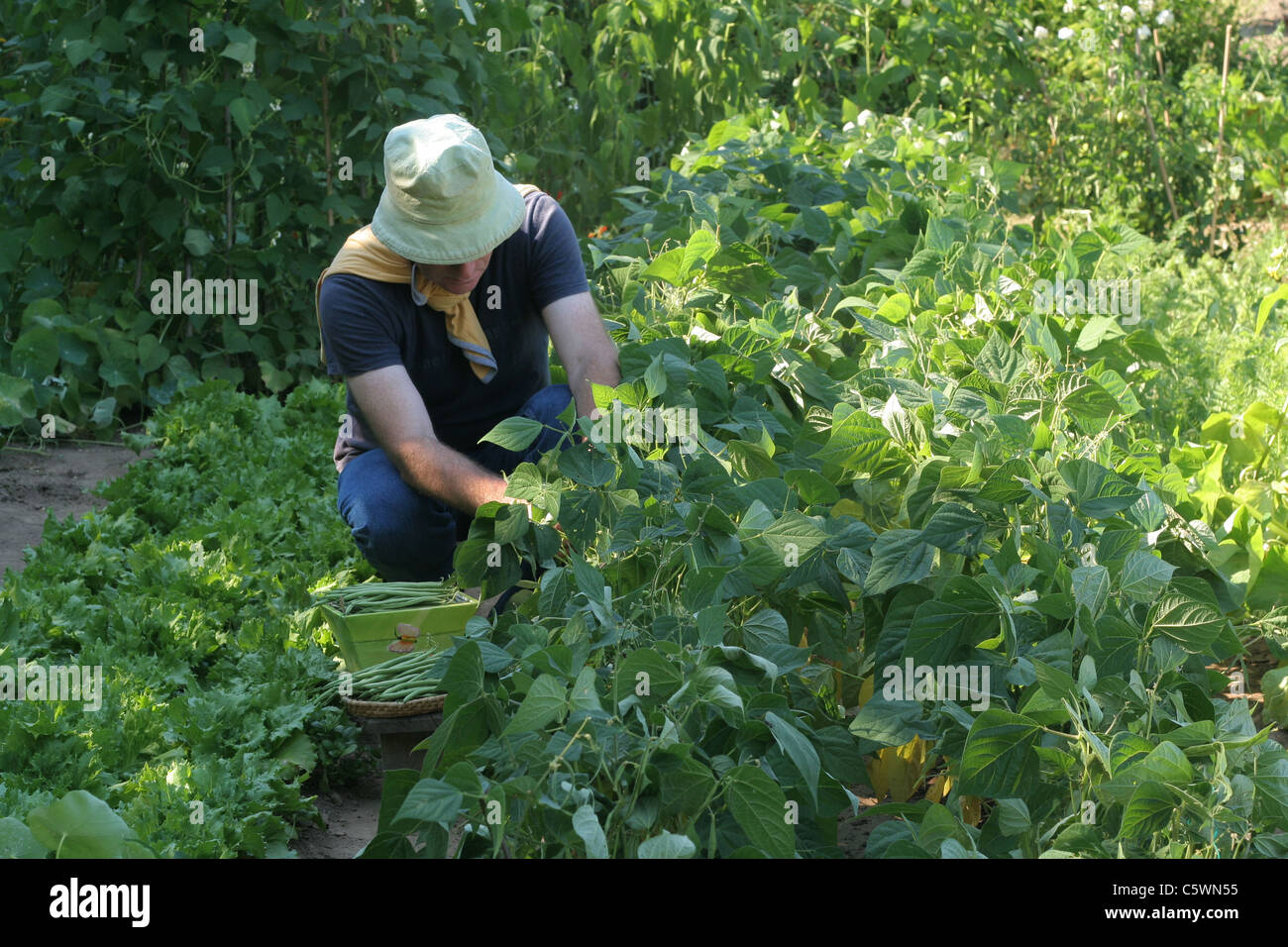 A man picking green beans in a vegetable garden Stock Photo - Alamy