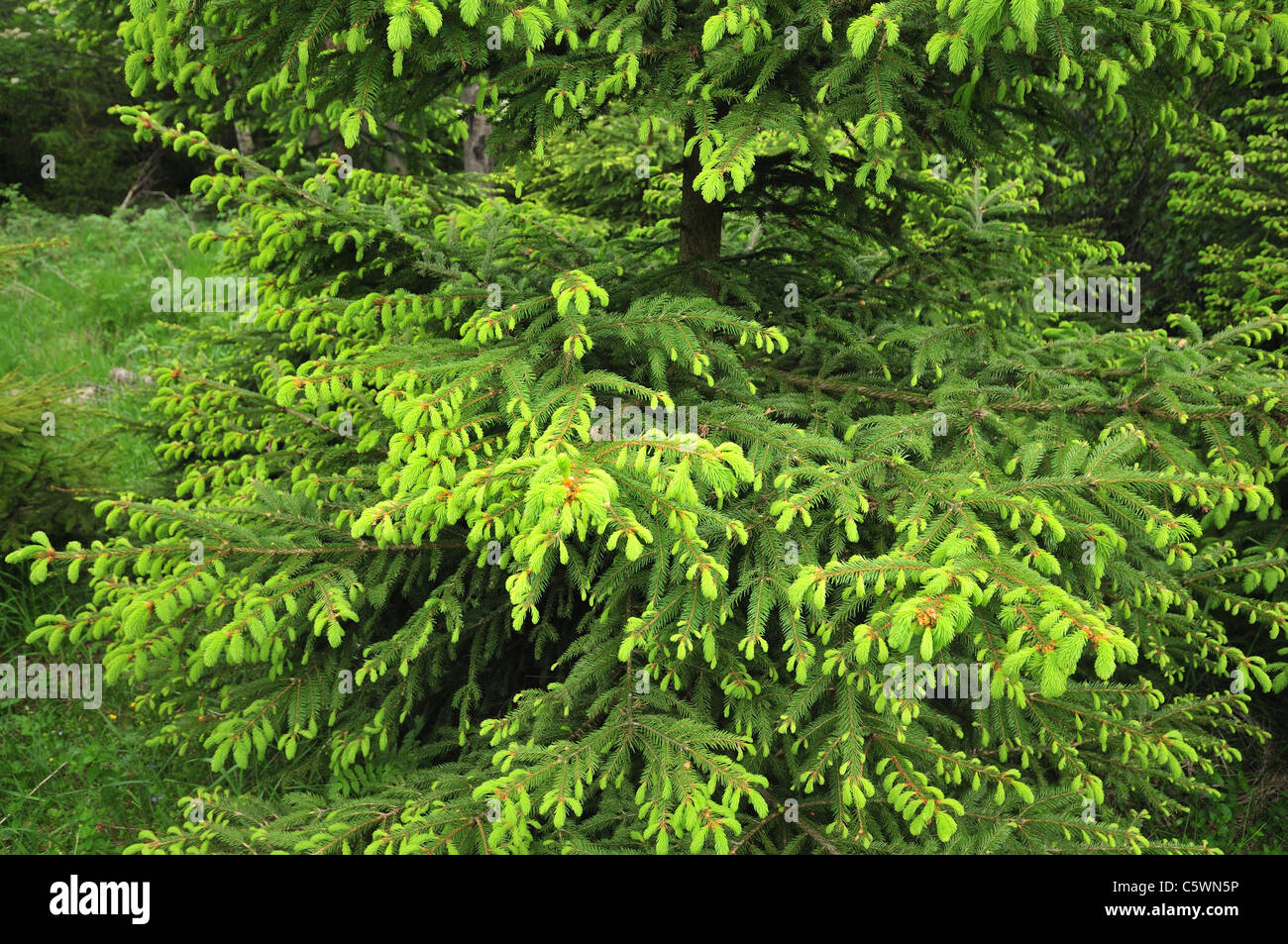 Detail of spruce at spring time with newly grown needles Stock Photo ...