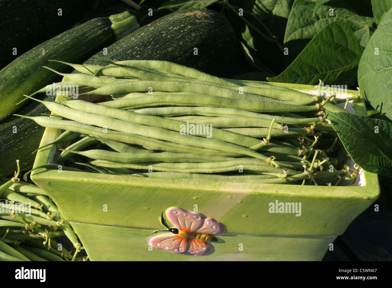 Freshly picked Green beans from vegetable garden Stock Photo - Alamy