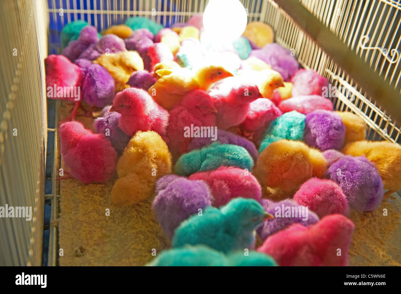 bird souhk waqif doha qatar dyed chicks chicken Stock Photo - Alamy