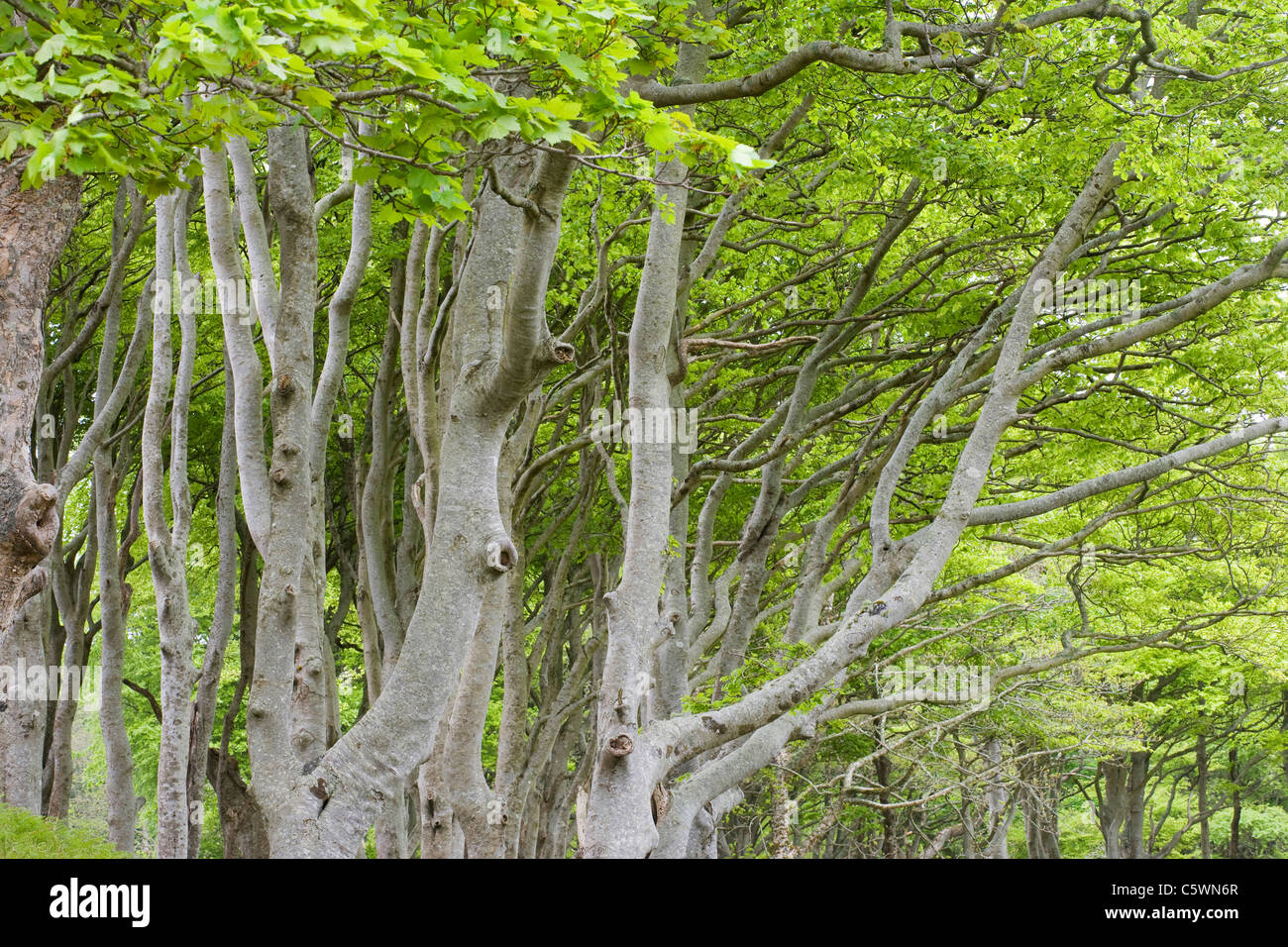 Common beech hi-res stock photography and images - Alamy