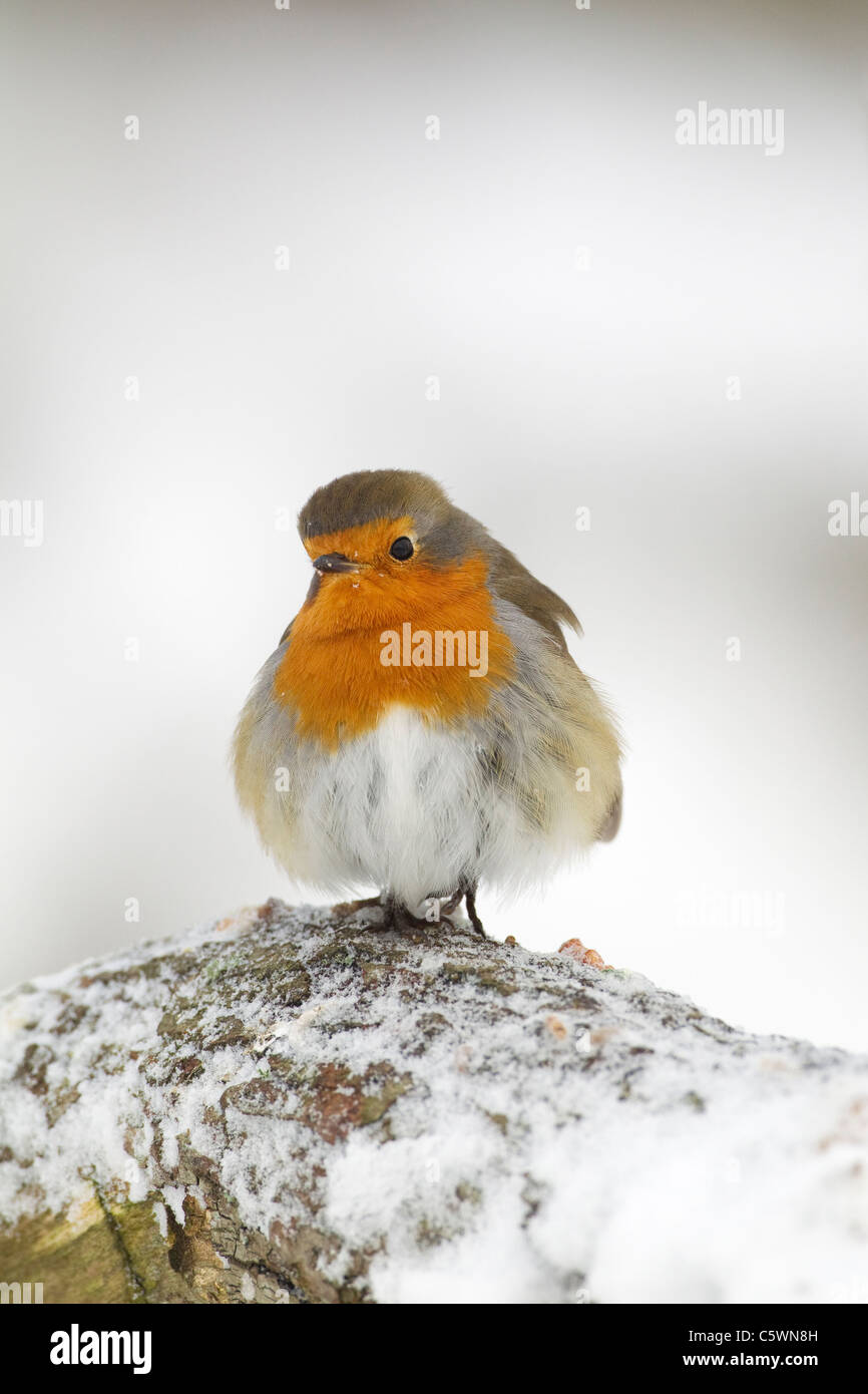 Puffed robin hi-res stock photography and images - Alamy