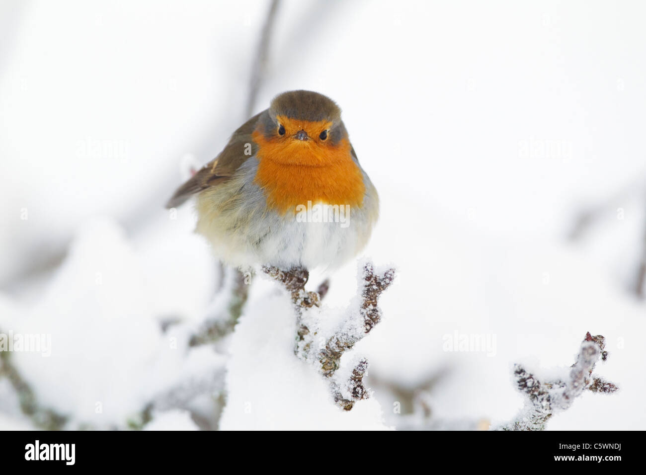Robin in crab apple tree hi-res stock photography and images - Alamy