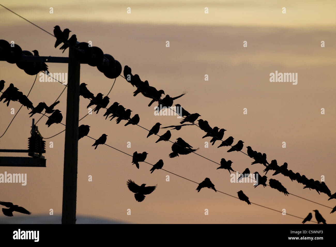 Rook (Corvus frugilegus), flock perched on power wires at sunrise ...