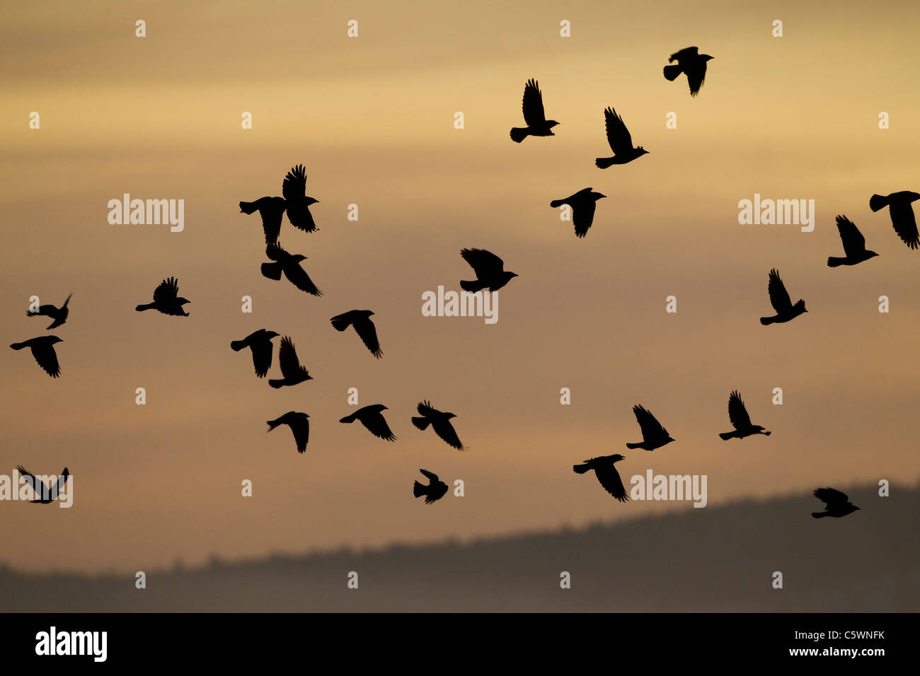 Rook (Corvus frugilegus), flock silhouetted in flight at sunrise ...