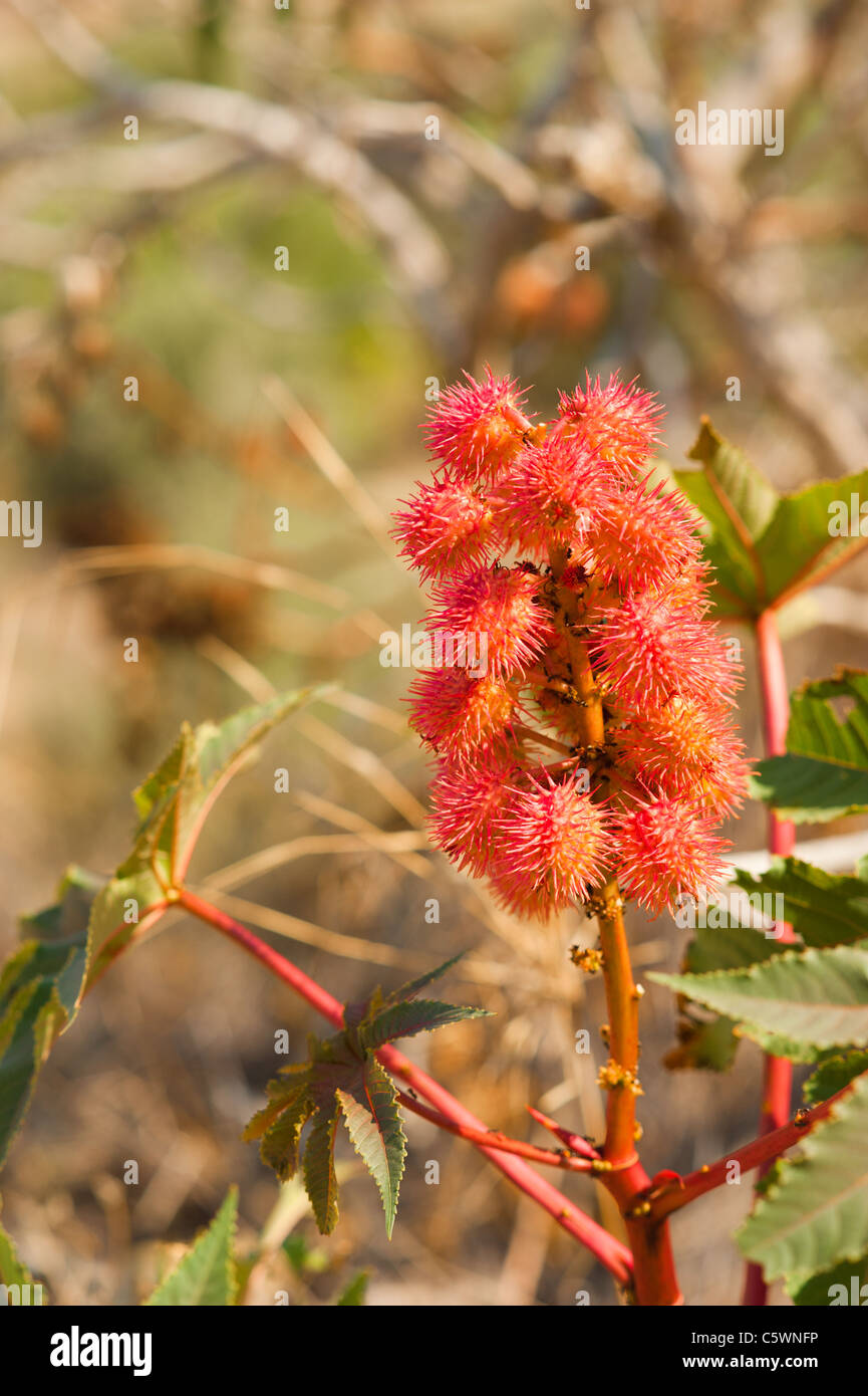 Closeup take of a flowering castor oil plant Stock Photo - Alamy