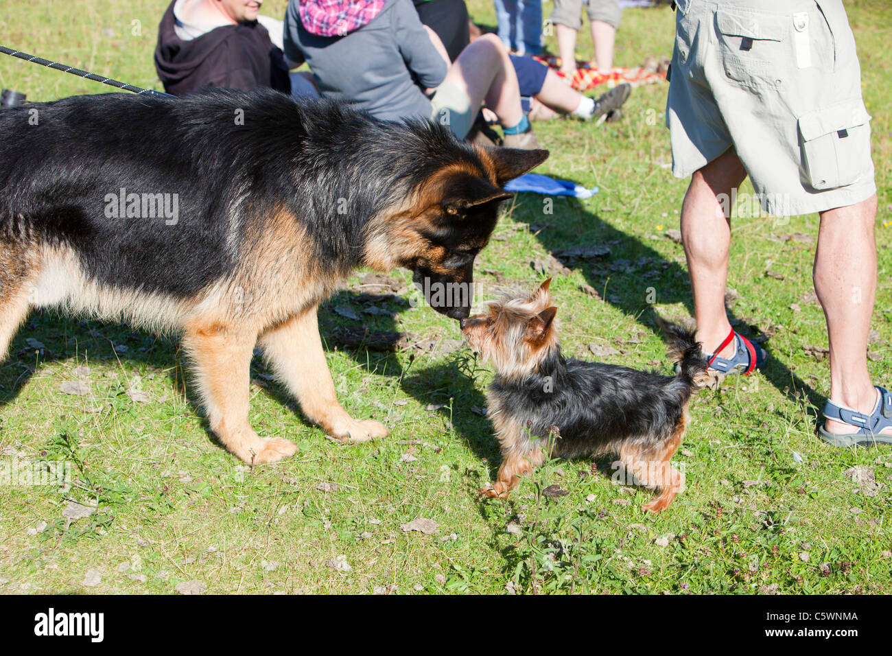 Alsation dog hi-res stock photography and images - Alamy