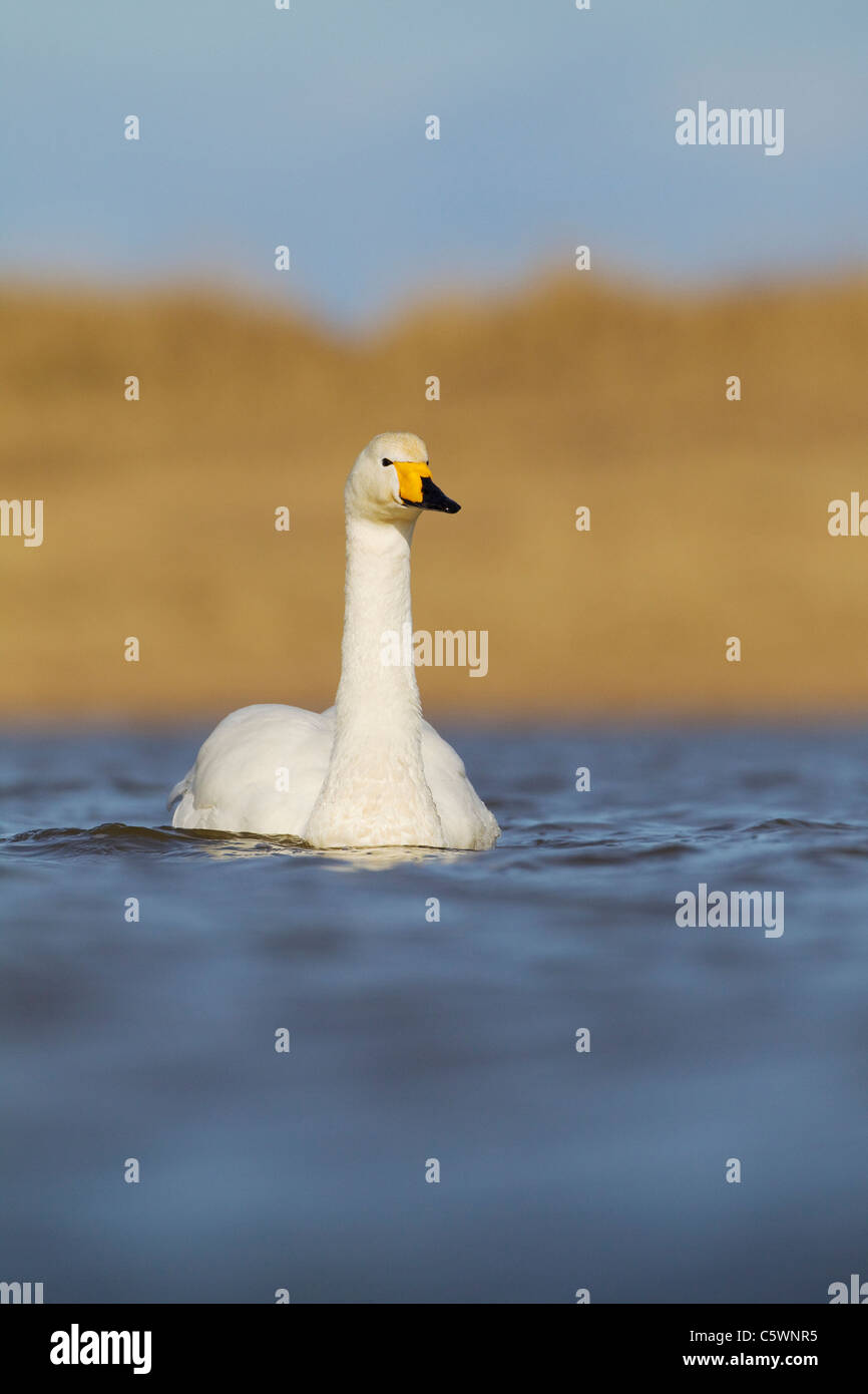 Europe swan hi-res stock photography and images - Alamy