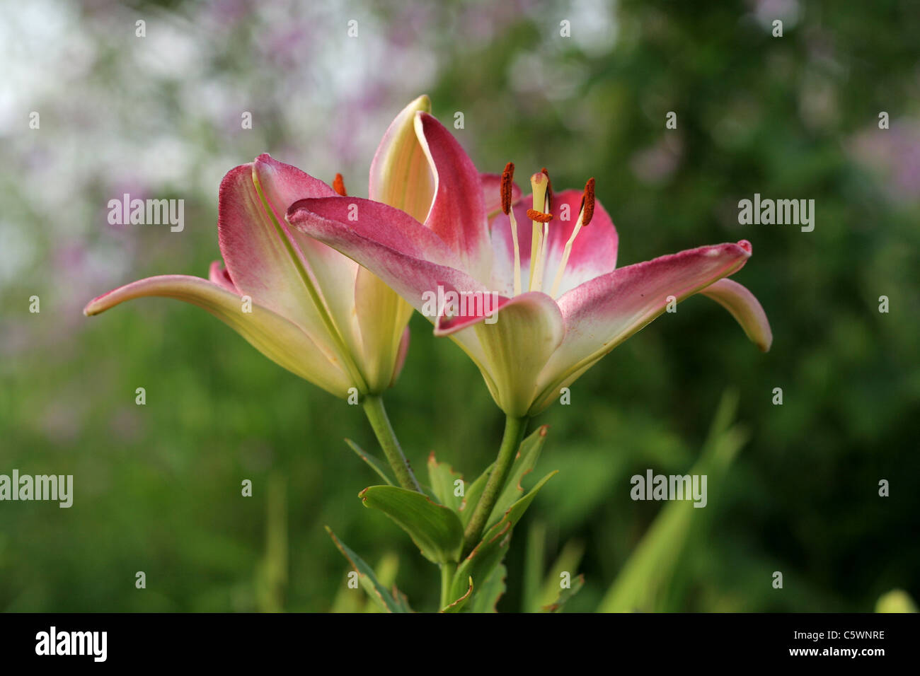Lily (Lilium sp) in bloom, in a garden, in june Stock Photo - Alamy