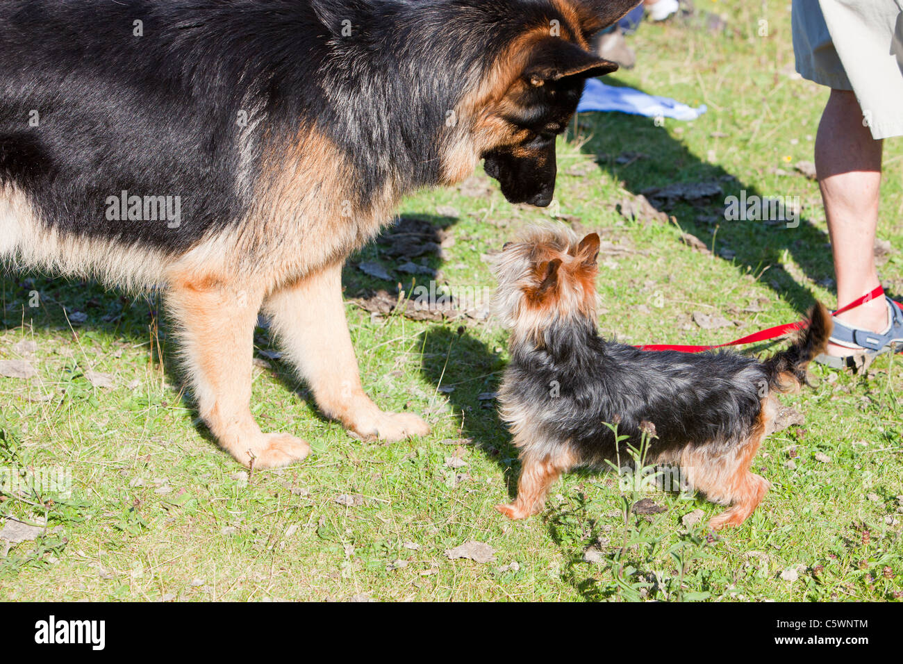 Alsation dog hi-res stock photography and images - Alamy