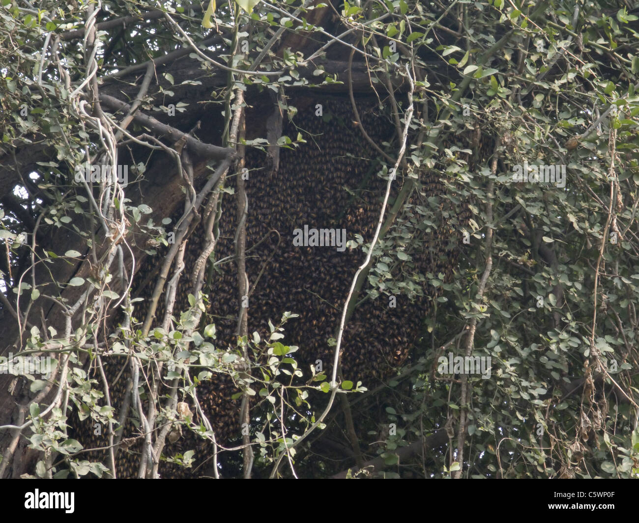 Indian Honey Bees High Resolution Stock Photography and Images - Alamy
