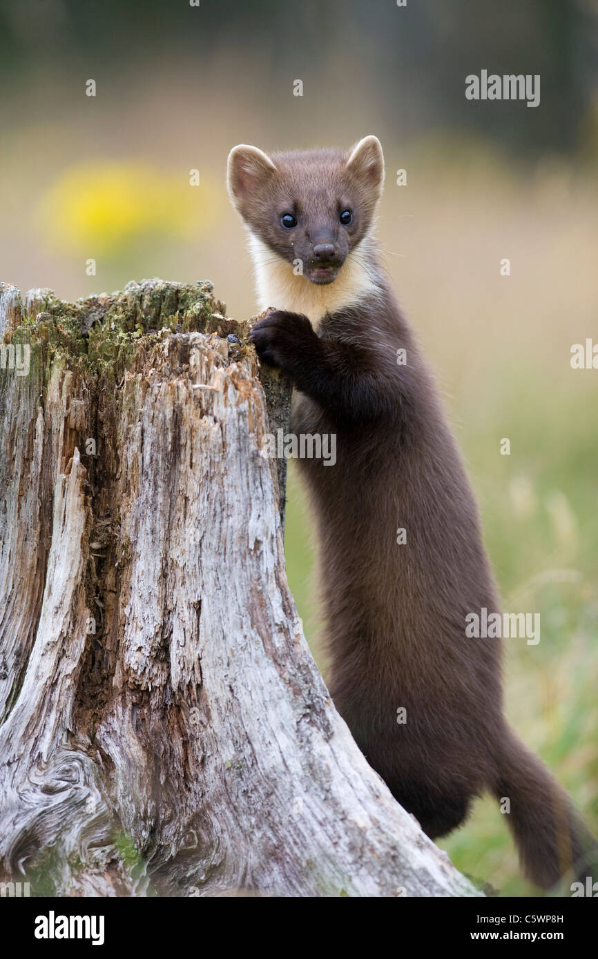 Standing pine marten hi-res stock photography and images - Alamy