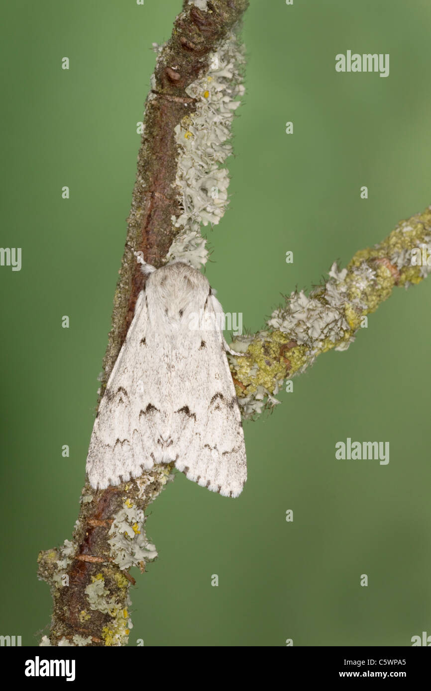 Miller Moths Stock Photos & Miller Moths Stock Images - Alamy