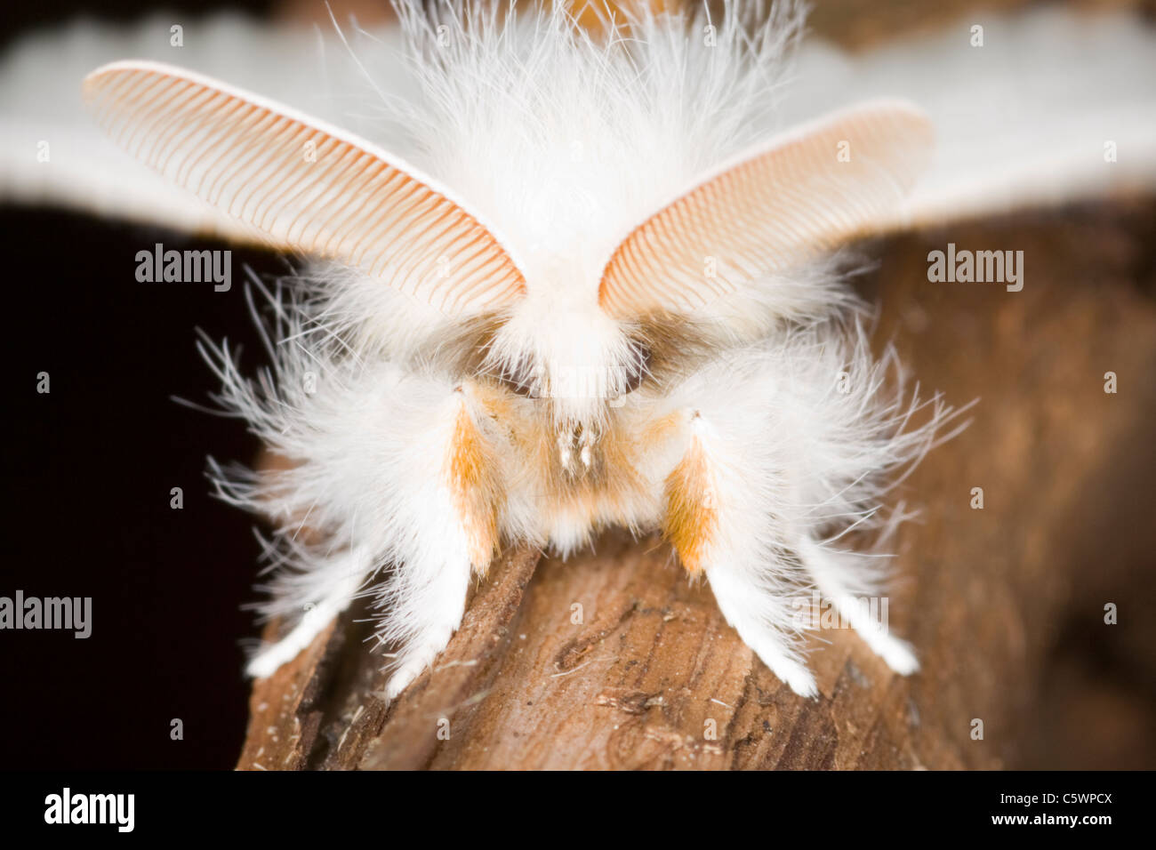 Brown Tail Moth High Resolution Stock Photography and Images - Alamy