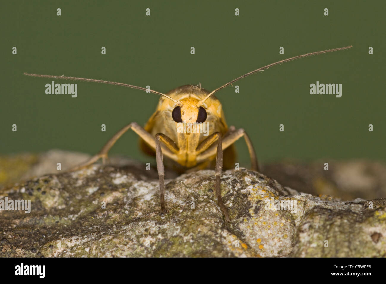 Footman Moth High Resolution Stock Photography and Images - Alamy