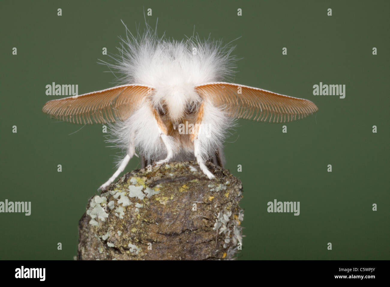 Brown Tail Moth High Resolution Stock Photography and Images - Alamy